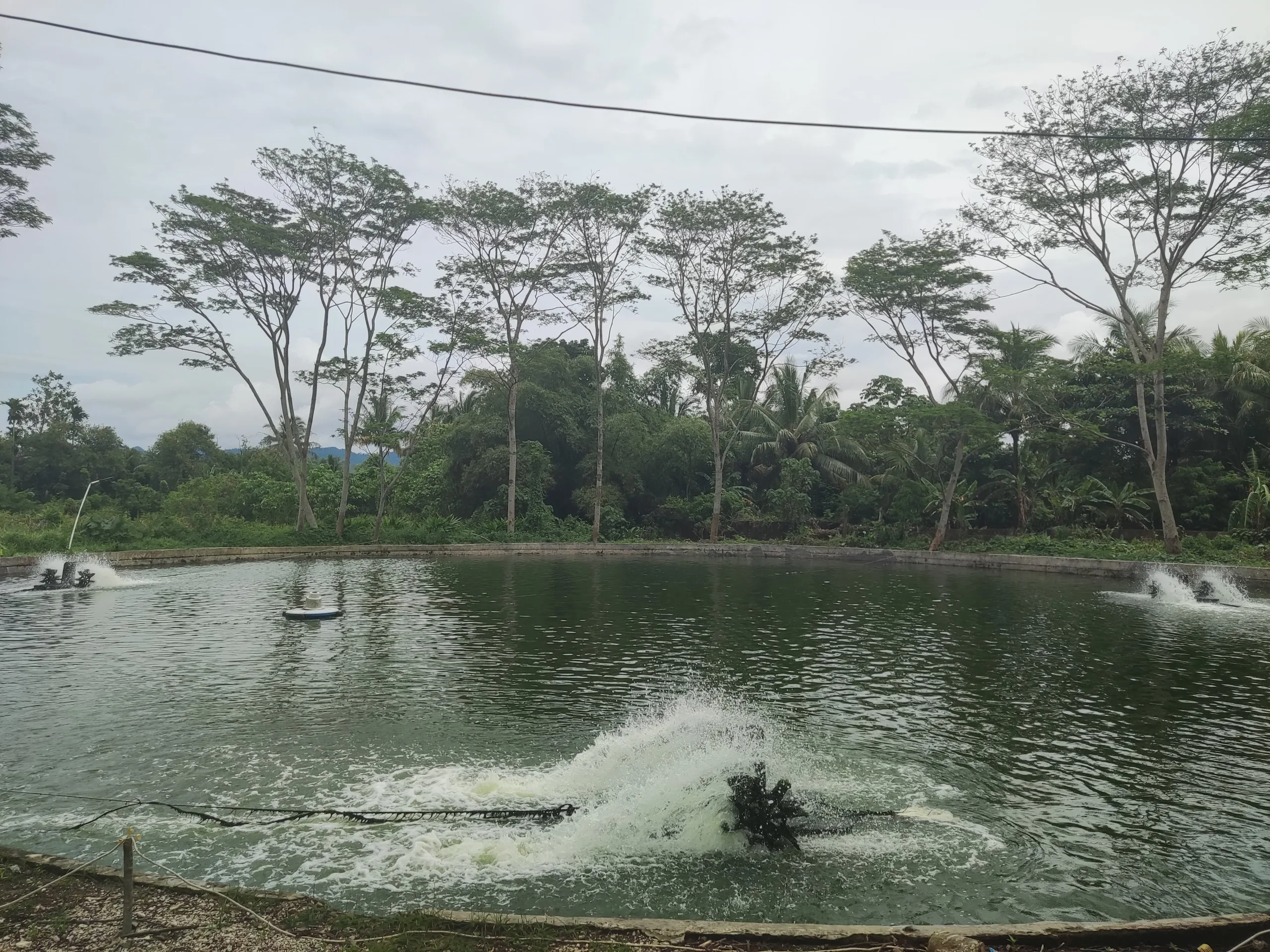 Inovasi dalam Akuakultur dalam Tambak Ikan Kerapu - MeasurePedia